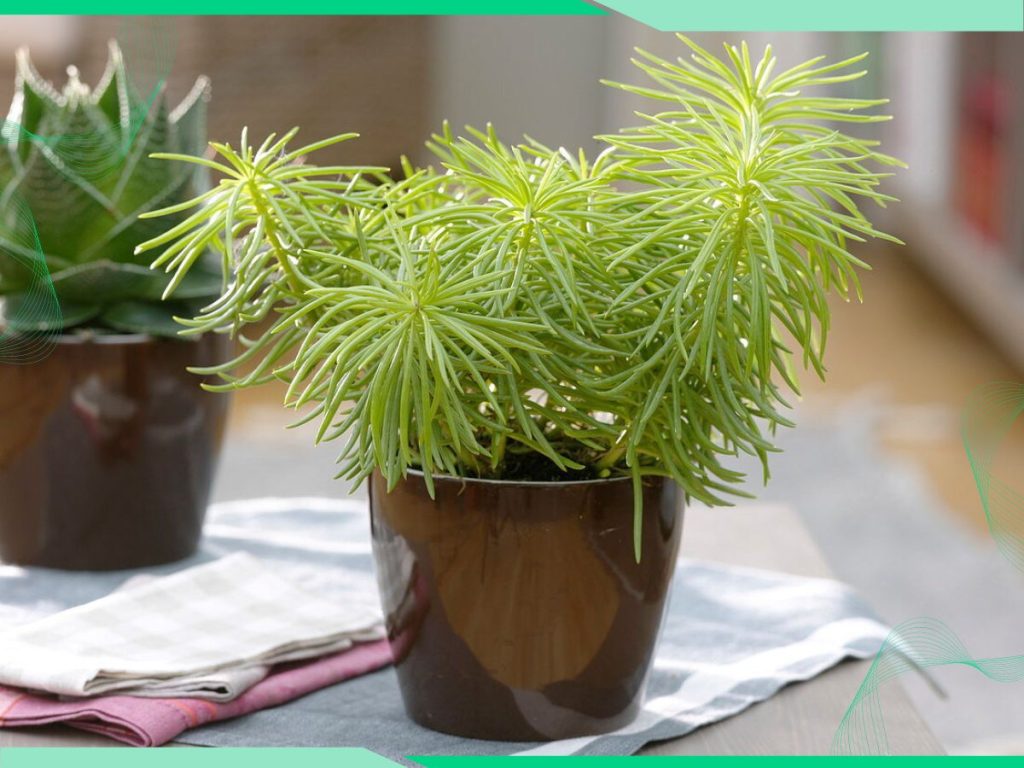 Identify House Plants By Leaf: Easy and True - InHousePlant - Your ...