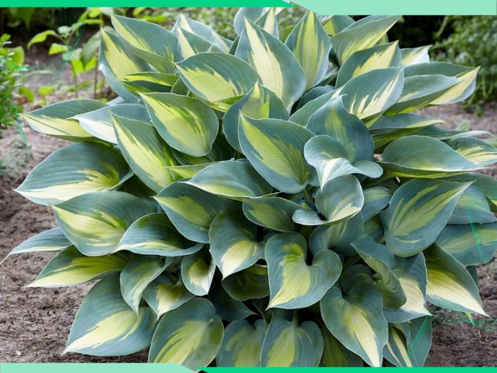 Identify House Plants By Leaf: Easy and True - InHousePlant - Your ...