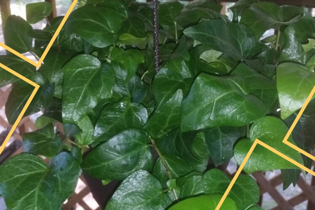 All Types of Ivy Houseplants: True Way to Identify Ivy Plant Types ...