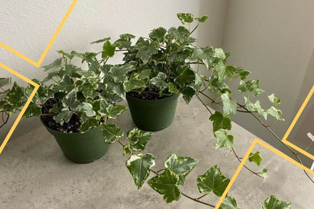 All Types of Ivy Houseplants: True Way to Identify Ivy Plant Types ...