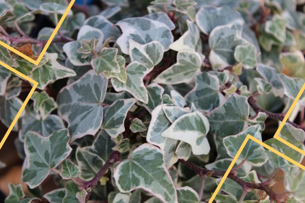 All Types of Ivy Houseplants: True Way to Identify Ivy Plant Types ...