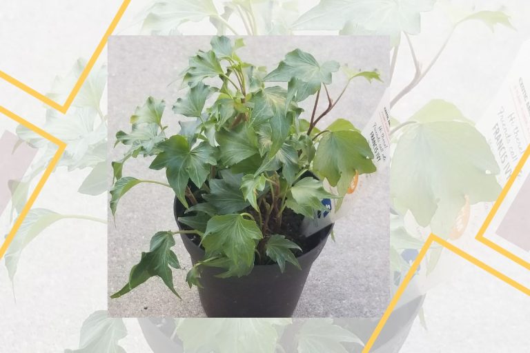 All Types of Ivy Houseplants: True Way to Identify Ivy Plant Types ...