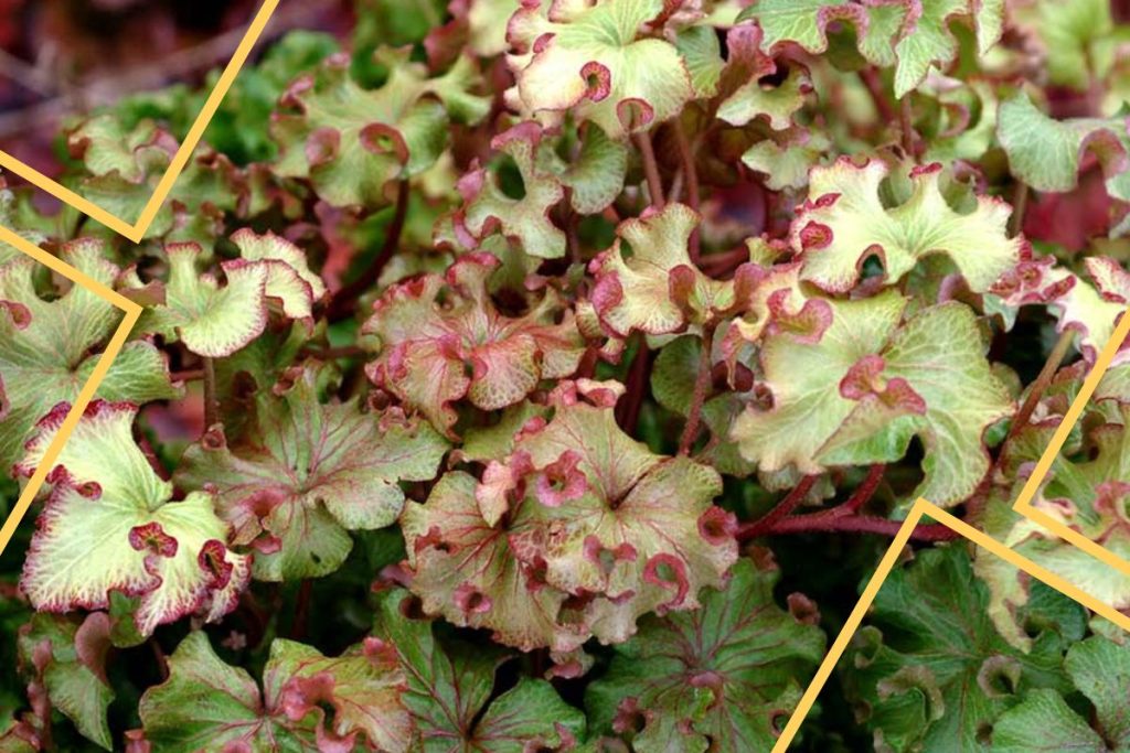 All Types of Ivy Houseplants: True Way to Identify Ivy Plant Types ...