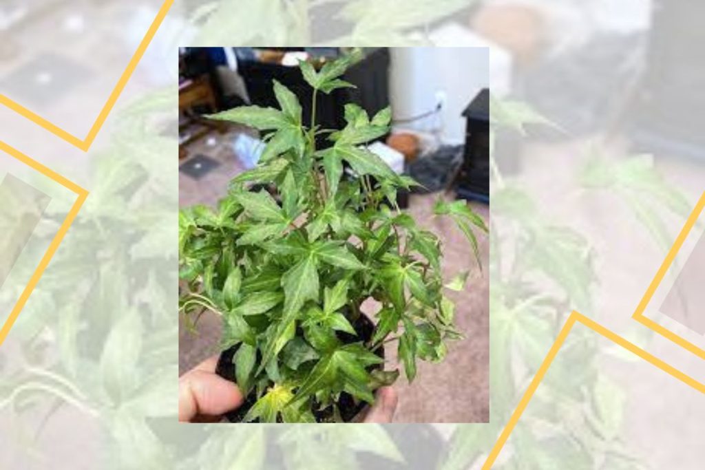 All Types of Ivy Houseplants: True Way to Identify Ivy Plant Types ...