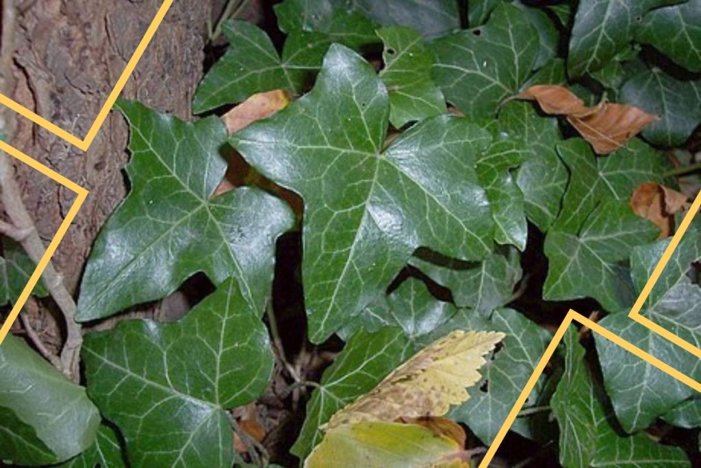 All Types of Ivy Houseplants: True Way to Identify Ivy Plant Types ...