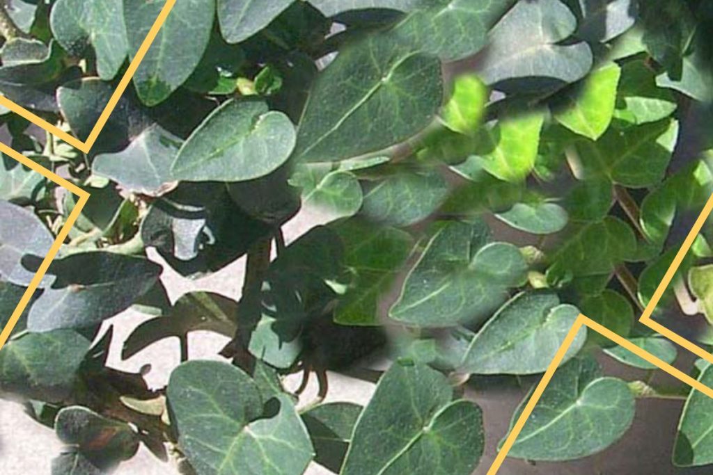 All Types of Ivy Houseplants: True Way to Identify Ivy Plant Types ...