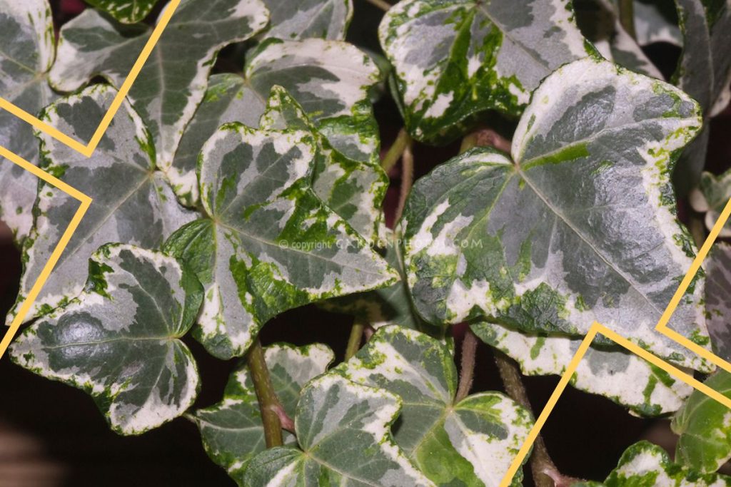 All Types of Ivy Houseplants: True Way to Identify Ivy Plant Types ...