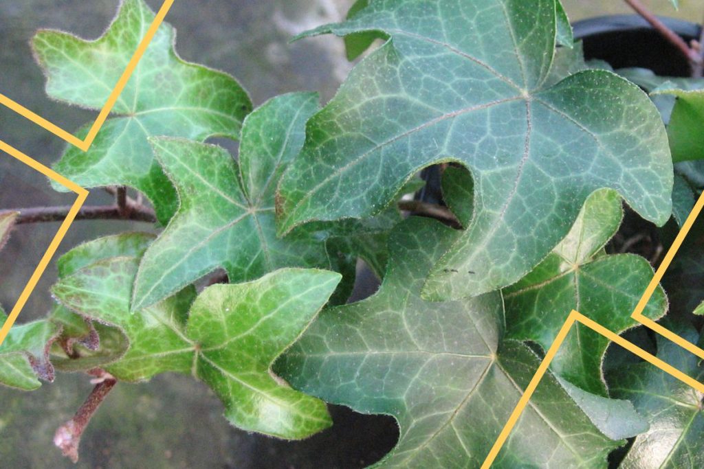 All Types of Ivy Houseplants: True Way to Identify Ivy Plant Types ...