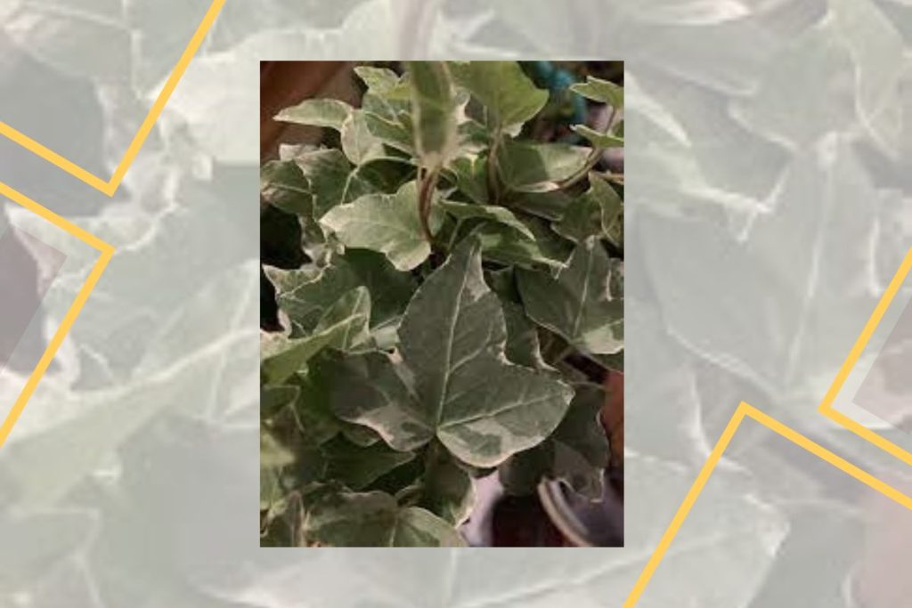 All Types of Ivy Houseplants: True Way to Identify Ivy Plant Types ...