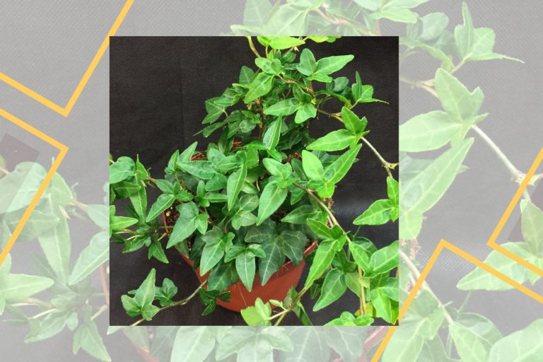 All Types of Ivy Houseplants: True Way to Identify Ivy Plant Types ...