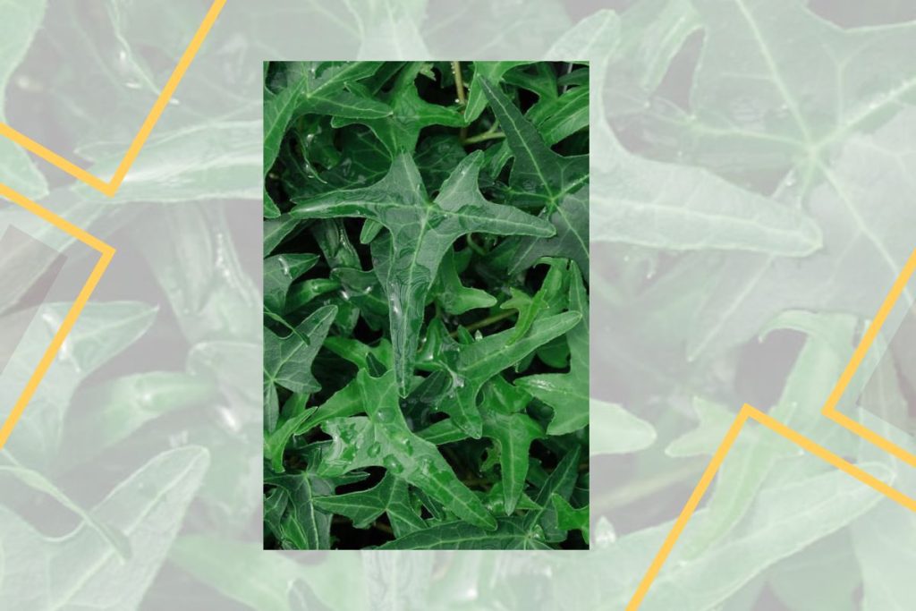 All Types of Ivy Houseplants: True Way to Identify Ivy Plant Types ...