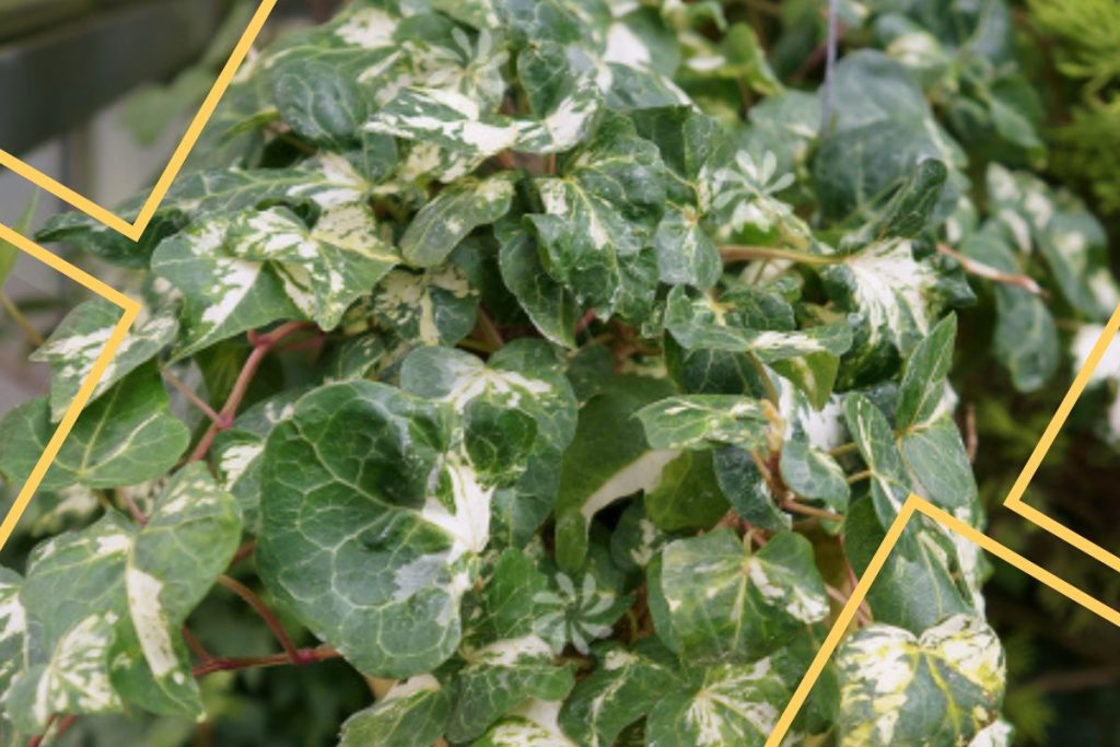 All Types of Ivy Houseplants: True Way to Identify Ivy Plant Types ...