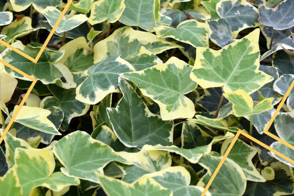 All Types of Ivy Houseplants: True Way to Identify Ivy Plant Types ...
