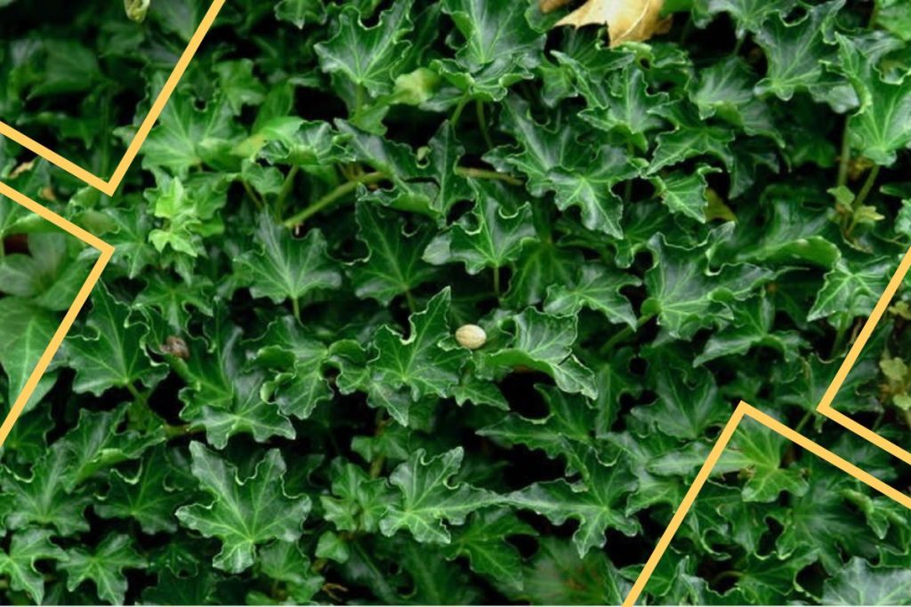 All Types of Ivy Houseplants: True Way to Identify Ivy Plant Types ...