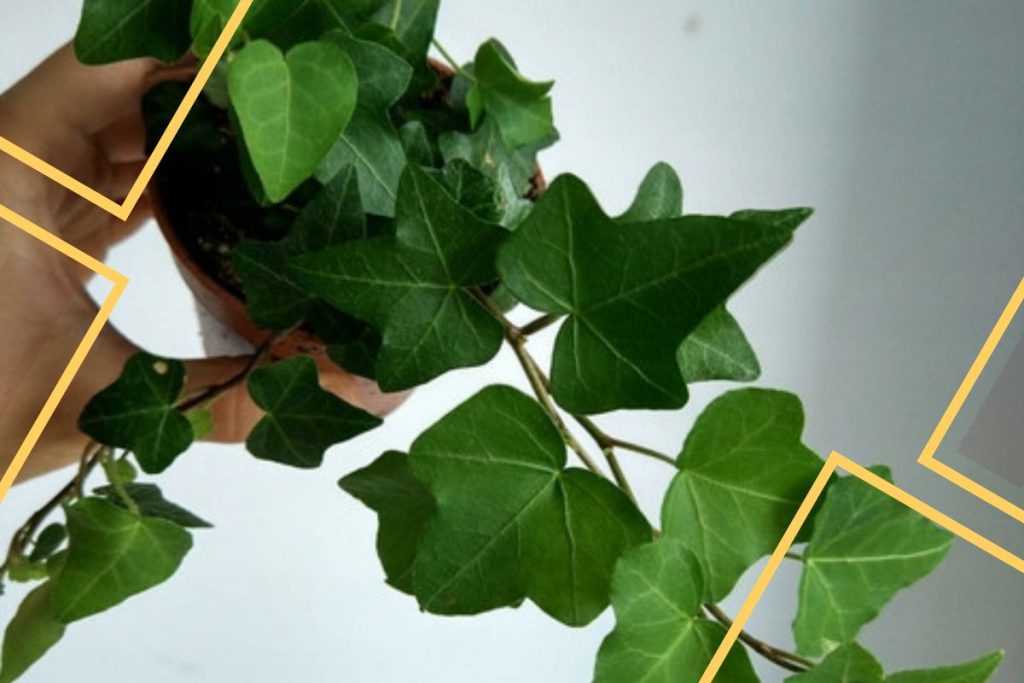 All Types of Ivy Houseplants: True Way to Identify Ivy Plant Types ...