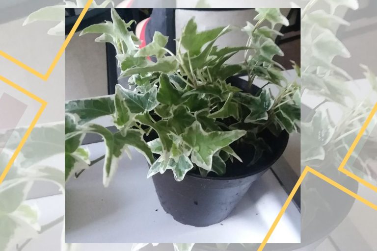 All Types of Ivy Houseplants: True Way to Identify Ivy Plant Types ...