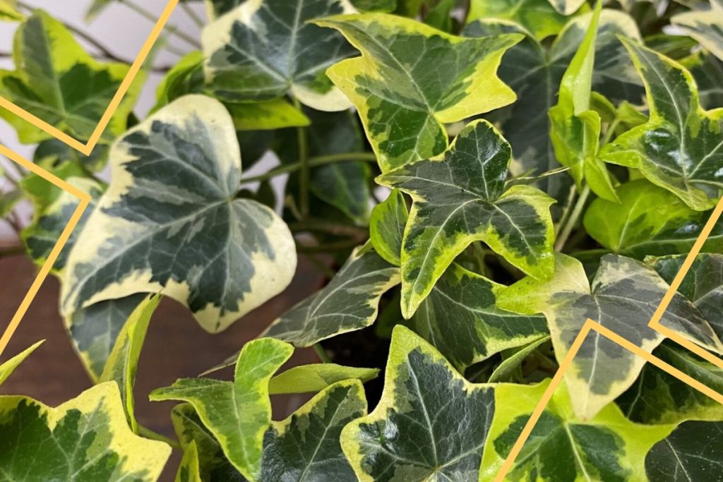 All Types of Ivy Houseplants: True Way to Identify Ivy Plant Types ...