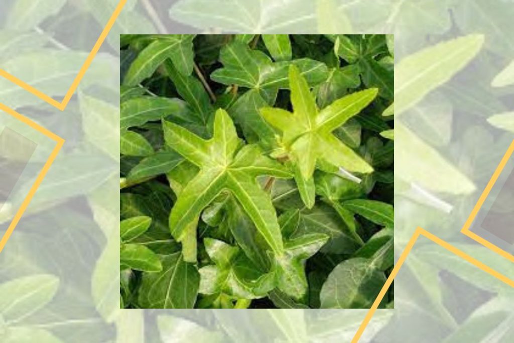 All Types of Ivy Houseplants: True Way to Identify Ivy Plant Types ...