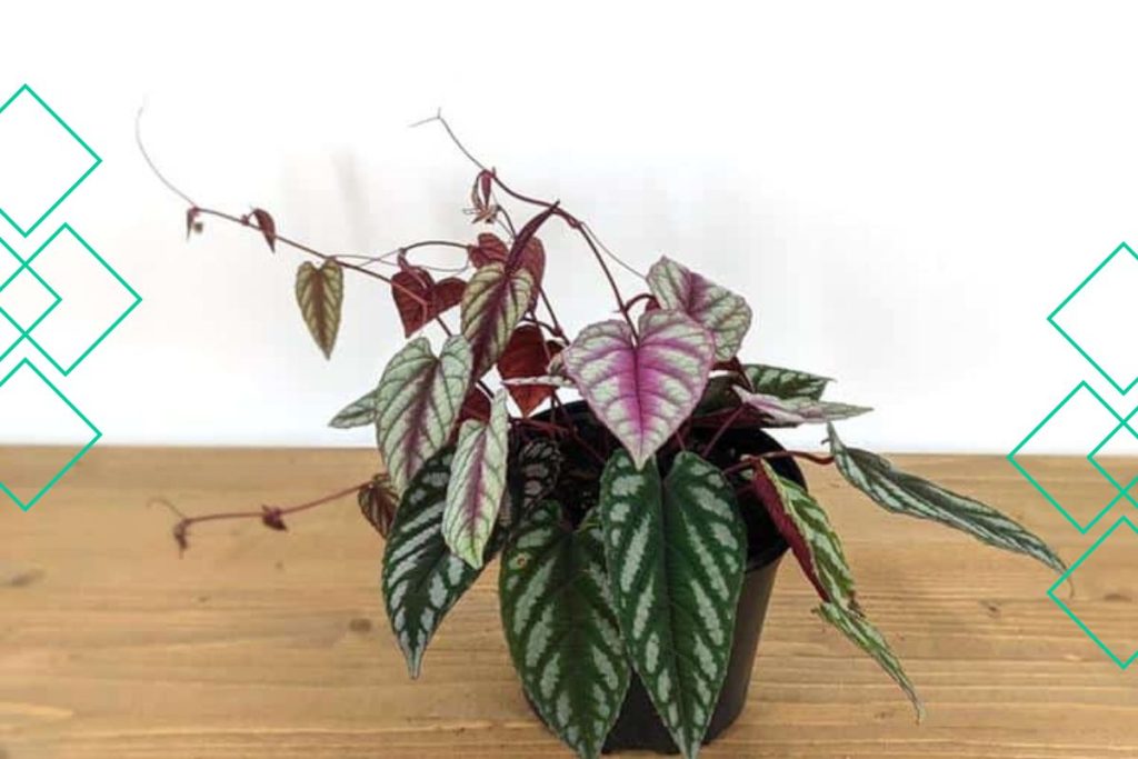 Vine House Plants Identification: - InHousePlant - Your Ultimate Guide ...