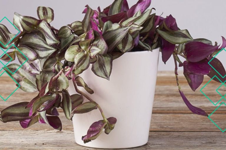 Vine House Plants Identification: - InHousePlant - Your Ultimate Guide ...