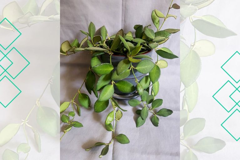 Vine House Plants Identification: - InHousePlant - Your Ultimate Guide ...