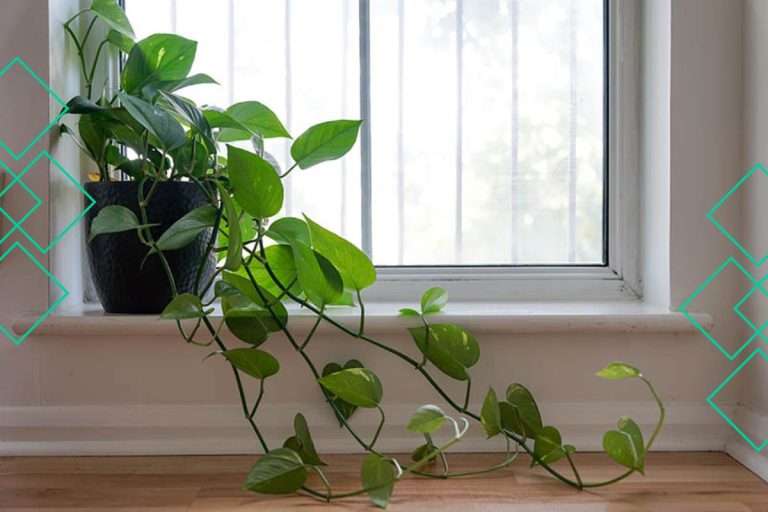 Vine House Plants Identification: - InHousePlant - Your Ultimate Guide ...
