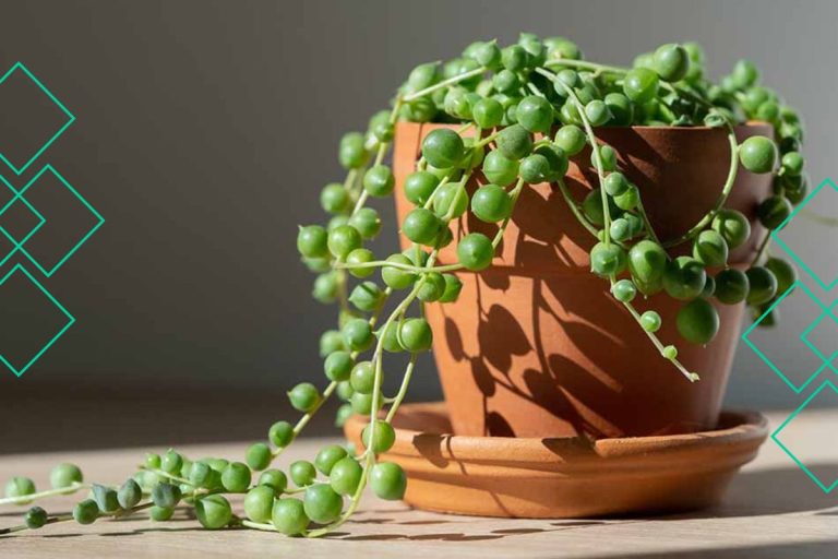Vine House Plants Identification: - InHousePlant - Your Ultimate Guide ...