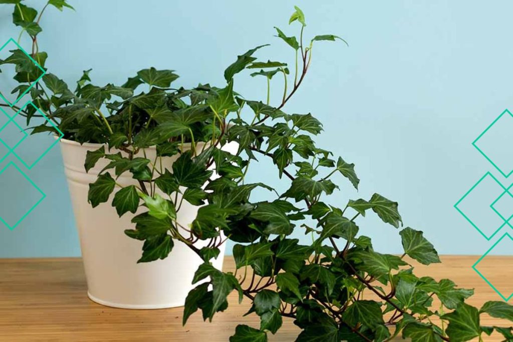 Vine House Plants Identification: - InHousePlant - Your Ultimate Guide ...