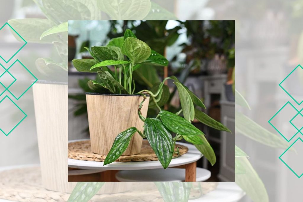 Vine House Plants Identification: - InHousePlant - Your Ultimate Guide ...