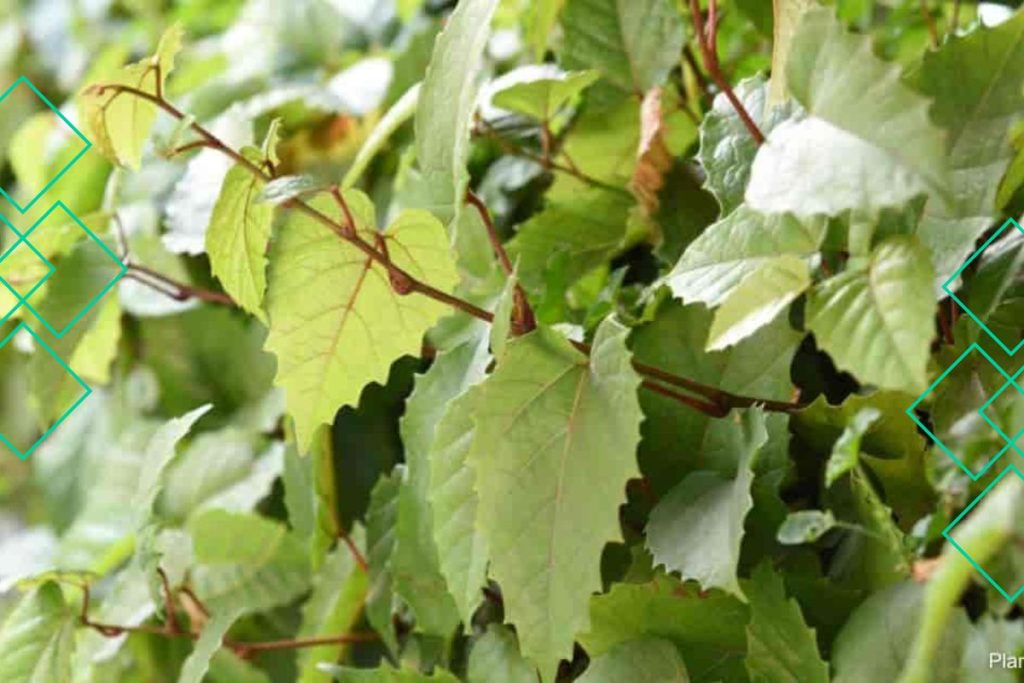 Vine House Plants Identification: - InHousePlant - Your Ultimate Guide ...