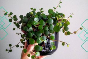 Vine House Plants Identification: - InHousePlant - Your Ultimate Guide ...