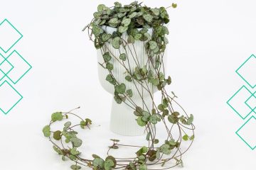 Vine House Plants Identification: - InHousePlant - Your Ultimate Guide ...
