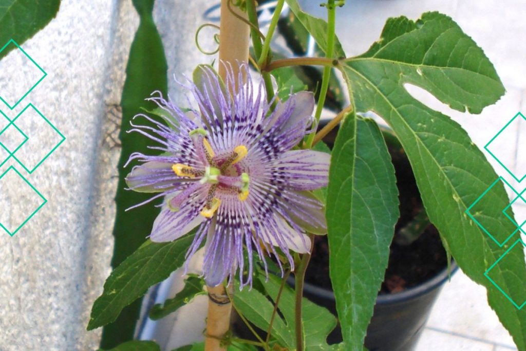 Vine House Plants Identification: - InHousePlant - Your Ultimate Guide ...