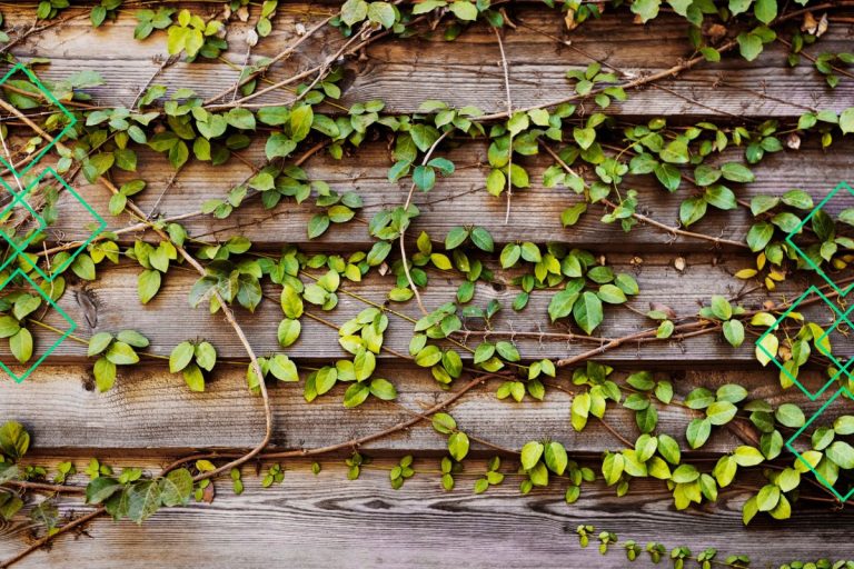 Vine House Plants Identification: - InHousePlant - Your Ultimate Guide ...