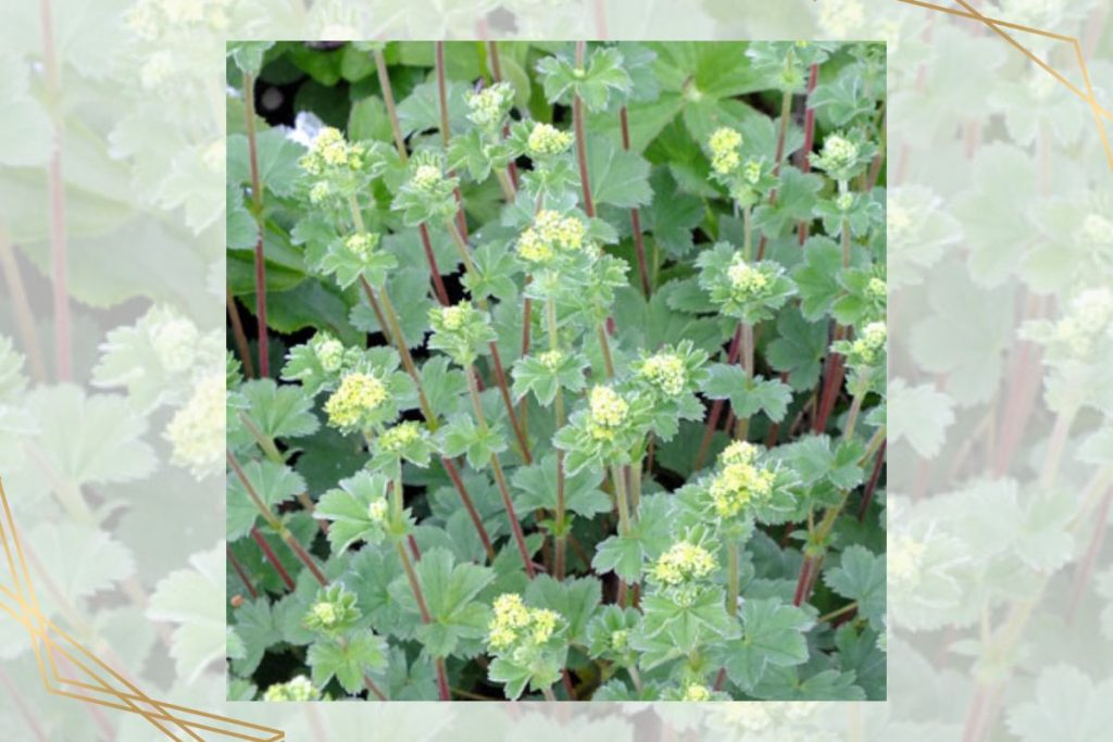 13 Indoor Plants That Has Red Stalk: True Way to Quick Identification ...