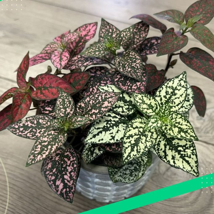 18 Red Flowering House Plants to Enhance your Indoor Décor ...