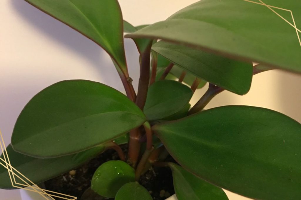 13 Indoor Plants That Has Red Stalk: True Way to Quick Identification ...