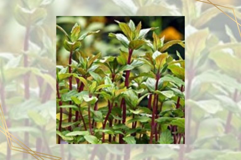 13 Indoor Plants That Has Red Stalk: True Way to Quick Identification ...