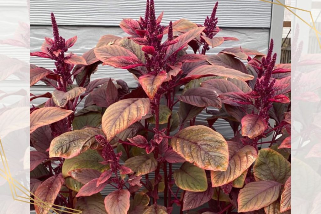 13 Indoor Plants That Has Red Stalk: True Way to Quick Identification ...