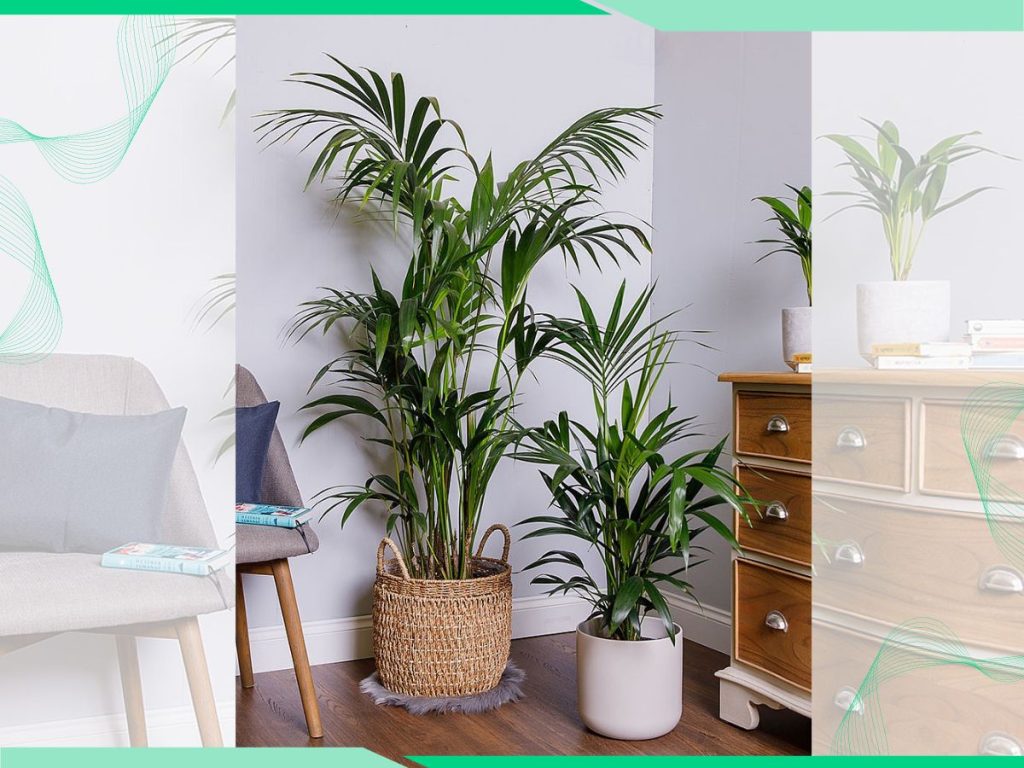 Identify House Plants By Leaf: Easy and True - InHousePlant - Your ...