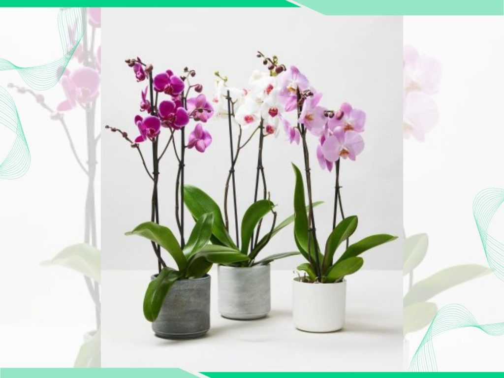 Identify House Plants By Leaf: Easy and True - InHousePlant - Your ...