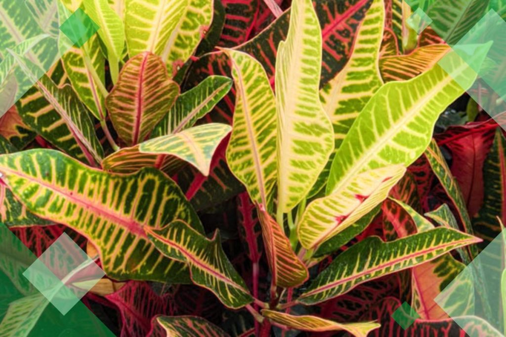 17 Stunning Red Yellow Green Leaves House Plants for 2025 ...