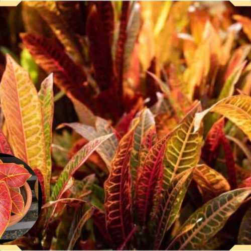 17 Stunning Red Yellow Green Leaves House Plants for 2025 ...