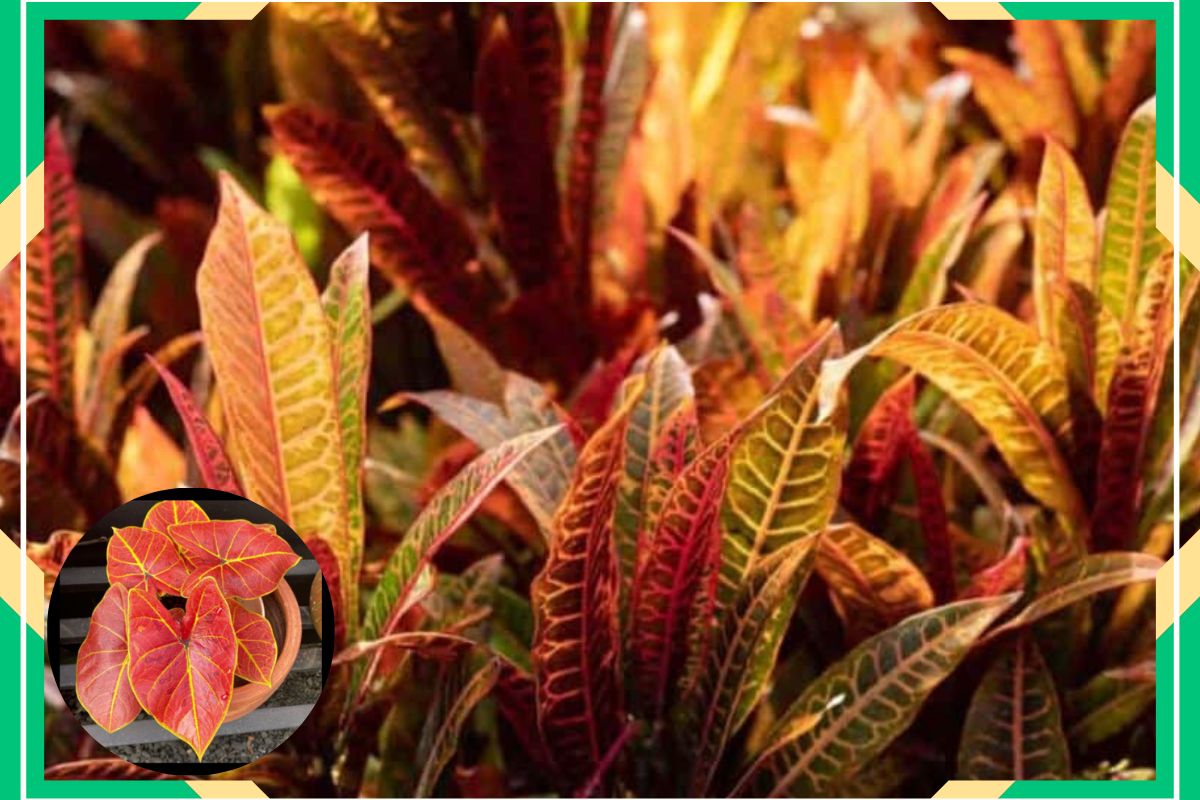 Plant With Yellow And Red Leaves - InHousePlant - Your Ultimate Guide ...