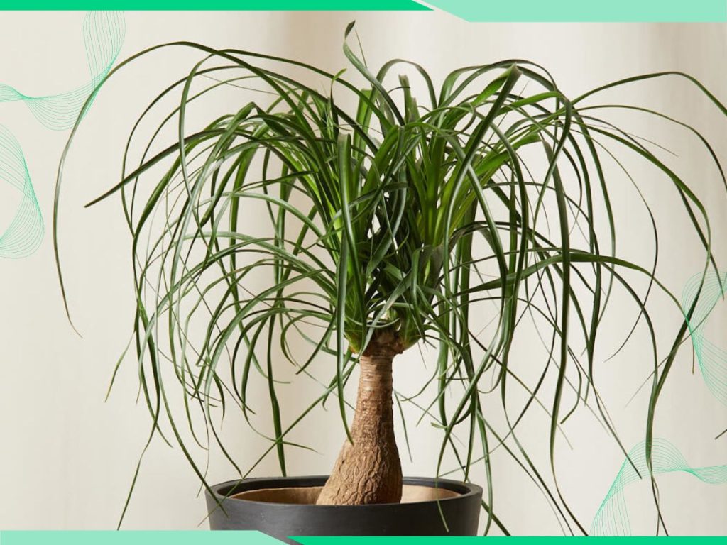 Identify House Plants By Leaf: Easy and True - InHousePlant - Your ...