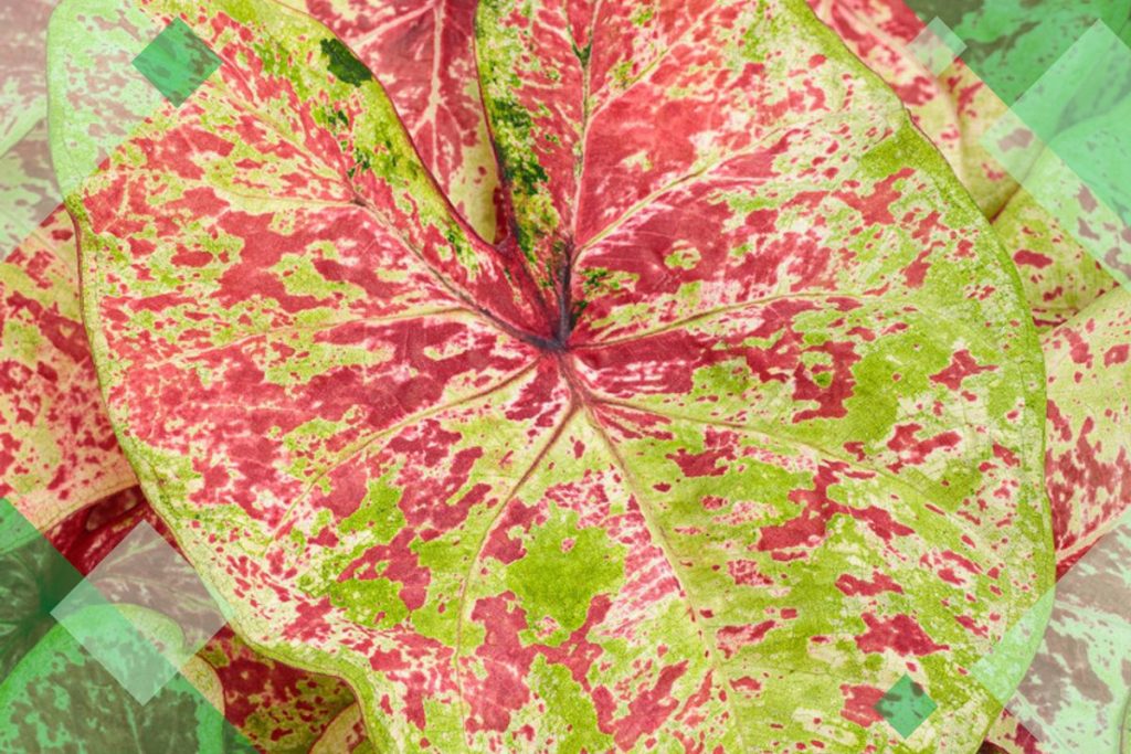 17 Stunning Red Yellow Green Leaves House Plants for 2025 ...