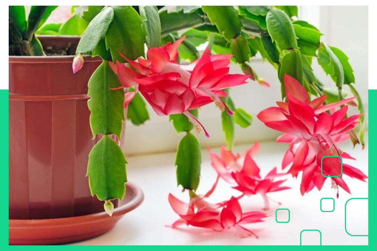18 Red Flowering House Plants to Enhance your Indoor Décor ...