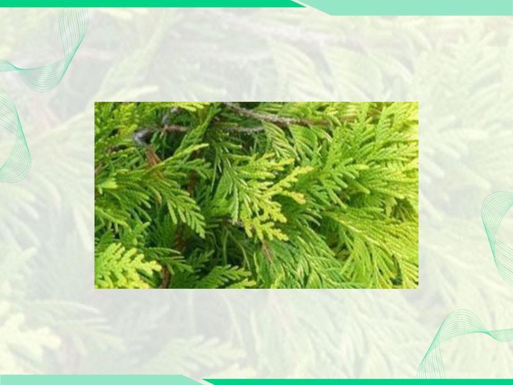 Identify House Plants By Leaf: Easy and True - InHousePlant - Your ...