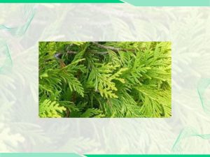 Identify House Plants By Leaf: Easy and True - InHousePlant - Your ...