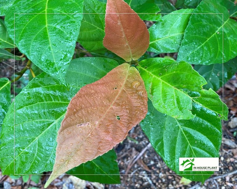 Ficus Identification By Leaf: A True Gallery of 18 Most Popular Ficus ...